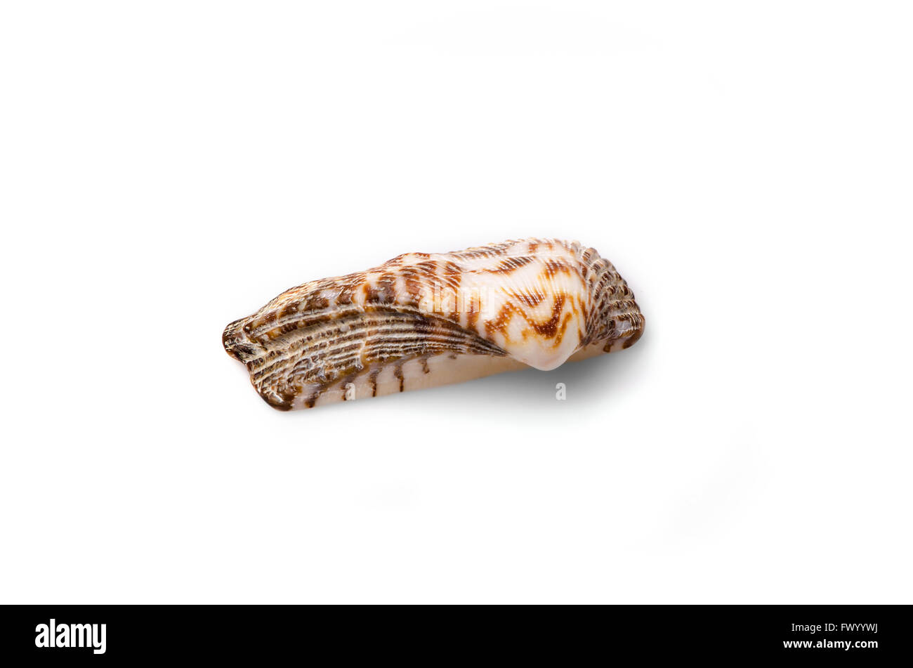 Half of a seashell isolated on white background Stock Photo - Alamy