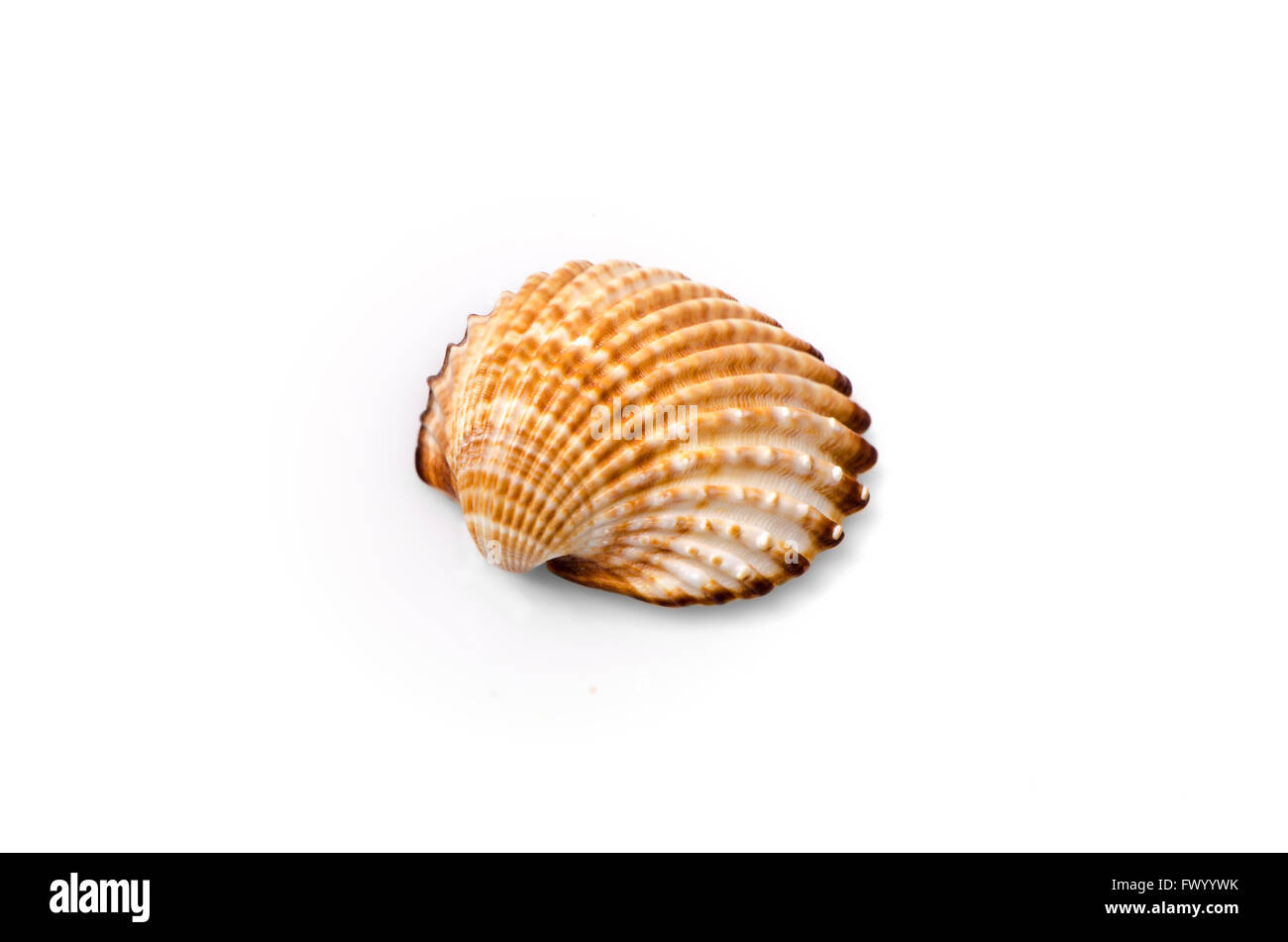 Half of a seashell isolated on white background Stock Photo - Alamy
