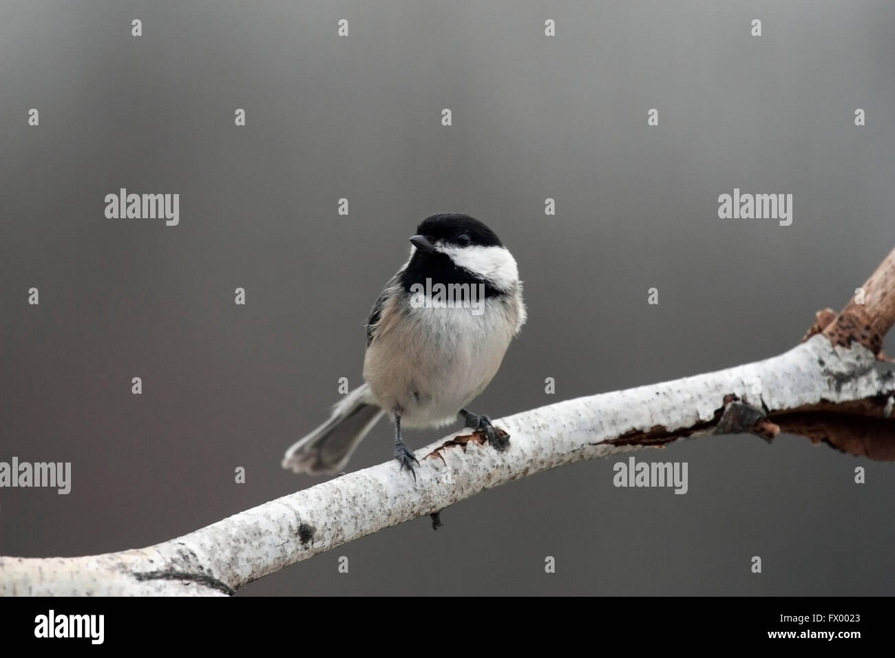 Chickadee perches on birch branch Stock Photo - Alamy
