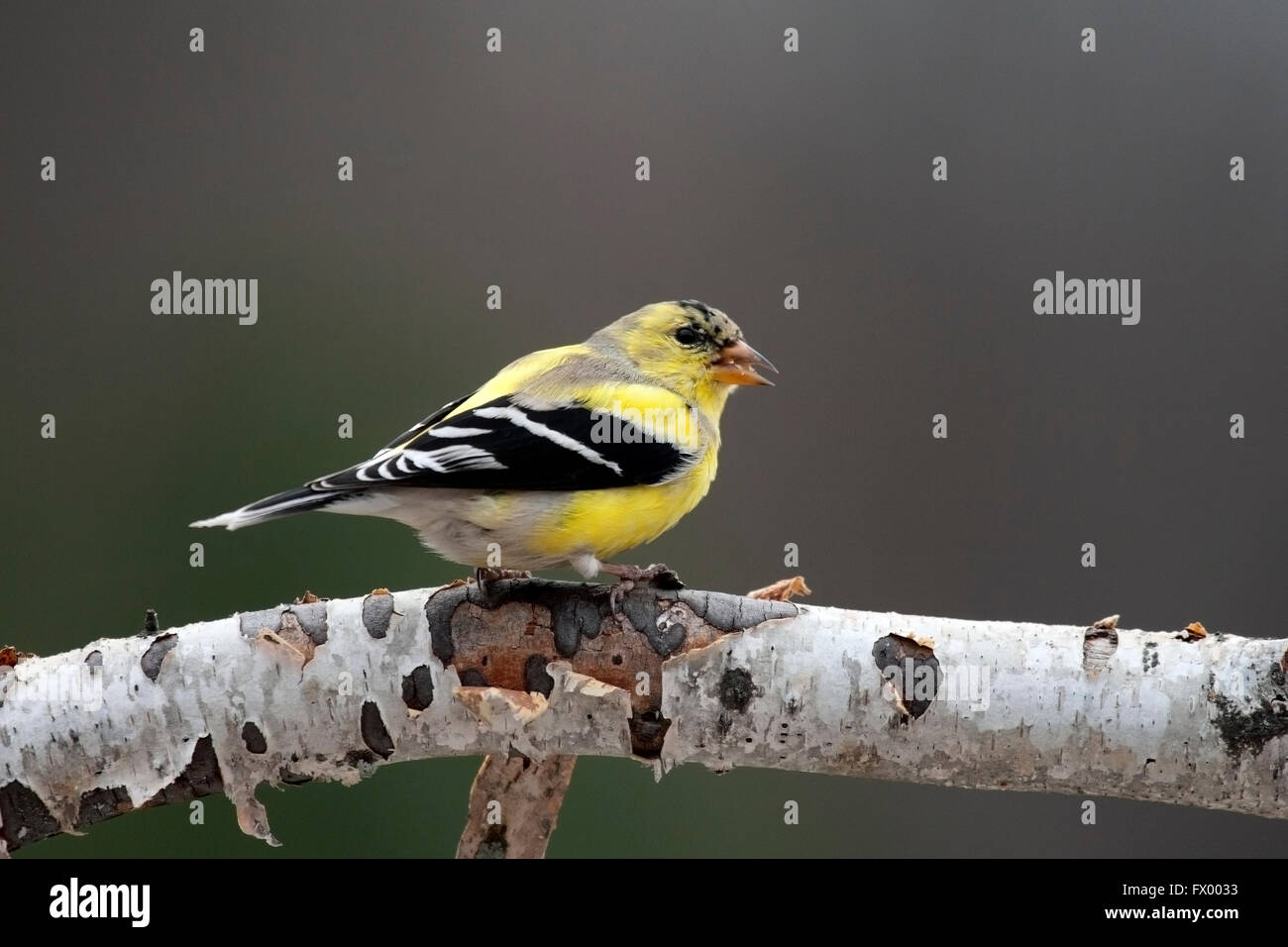 Male goldfinch hi-res stock photography and images - Alamy