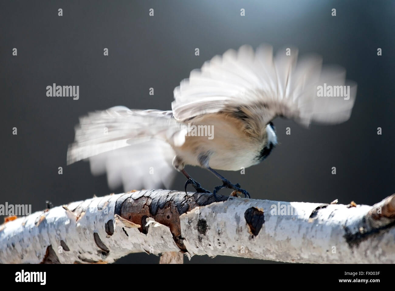 Black capped chickadee takes off from birch branch Stock Photo - Alamy