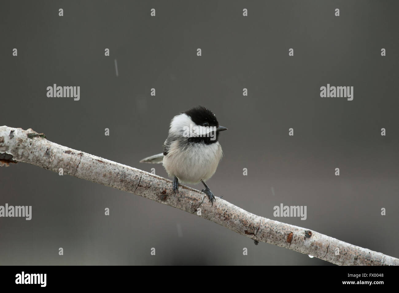 Cute chickadee bird perching hi-res stock photography and images - Alamy