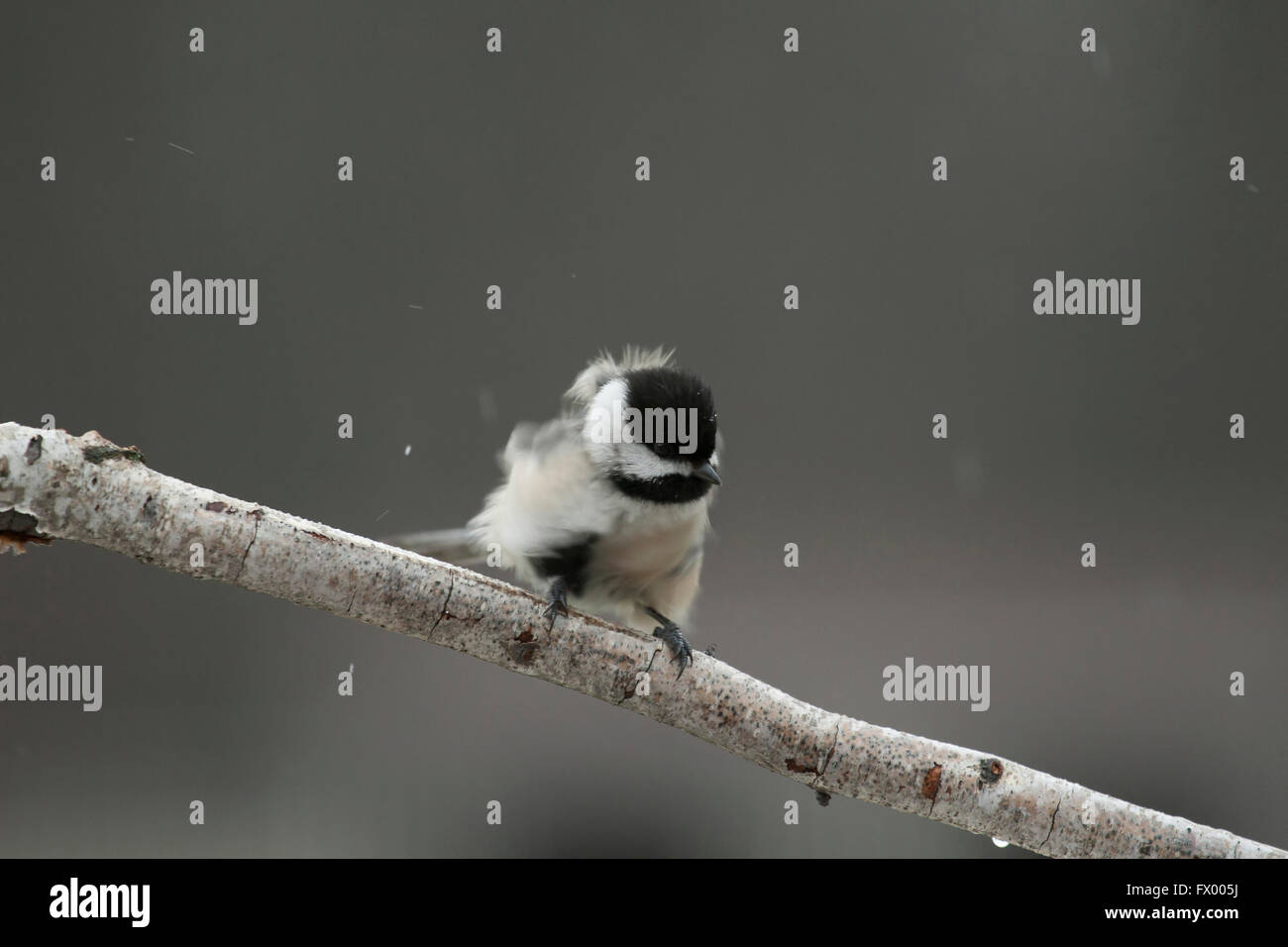 Chickadee flying hi-res stock photography and images - Alamy