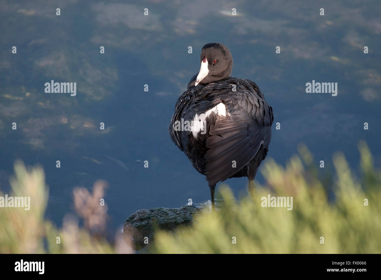 Chica americana hi-res stock photography and images - Alamy