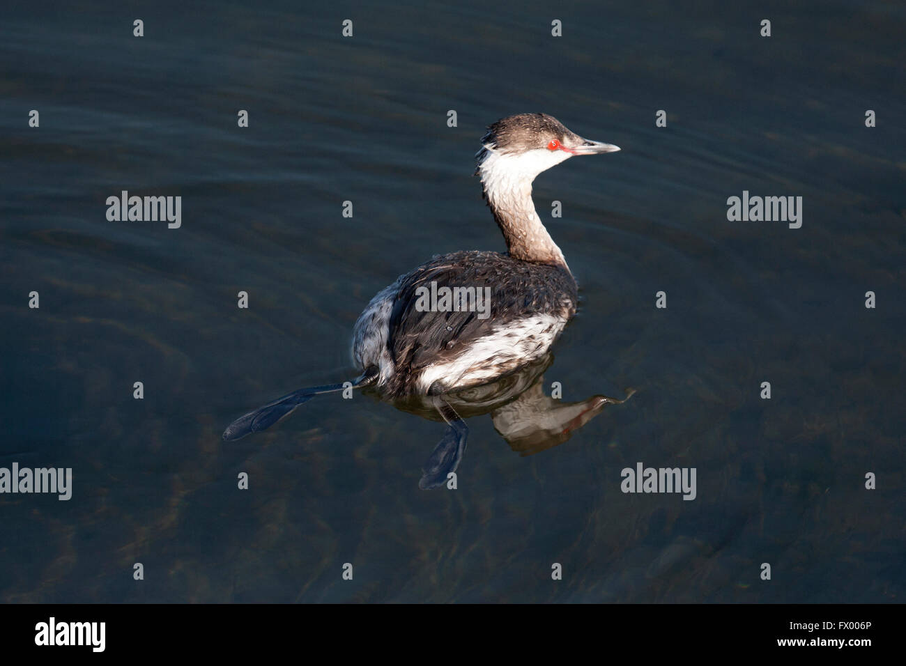 Grebe in winter plumage hi-res stock photography and images - Alamy