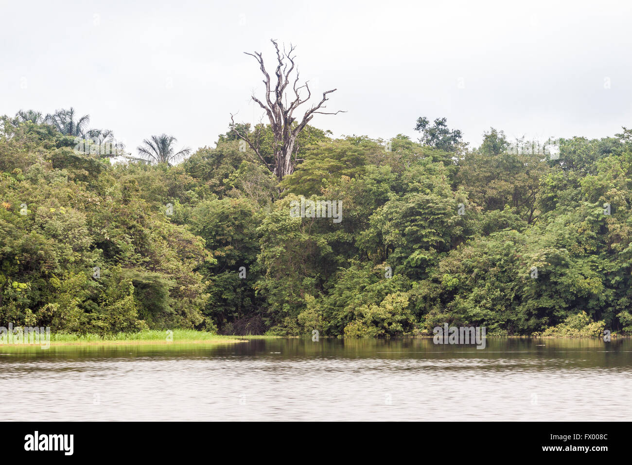 Rain Forest Manaus Stock Photo - Alamy