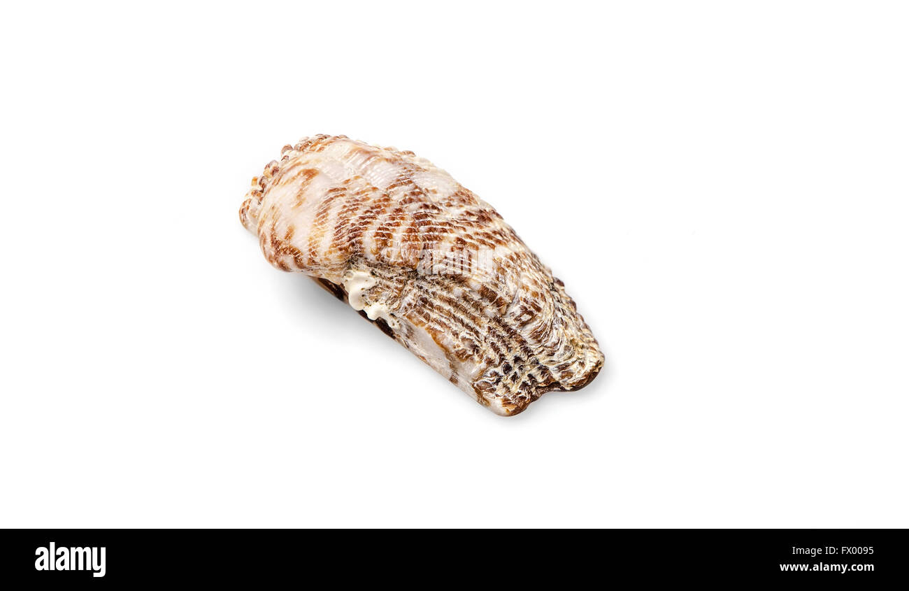 Half of a seashell isolated on white background Stock Photo - Alamy