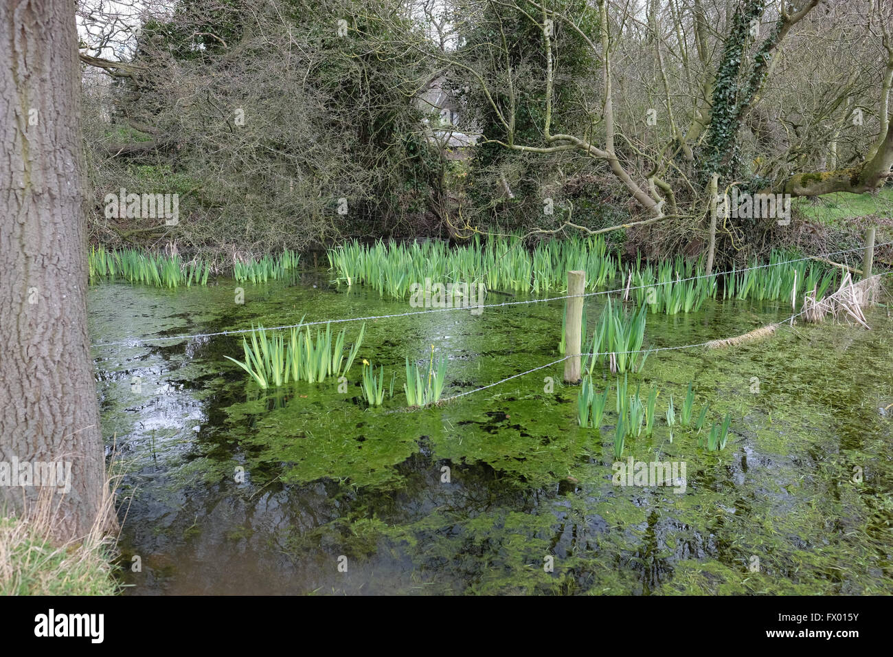 aquatic plants growing in a pond Stock Photo - Alamy