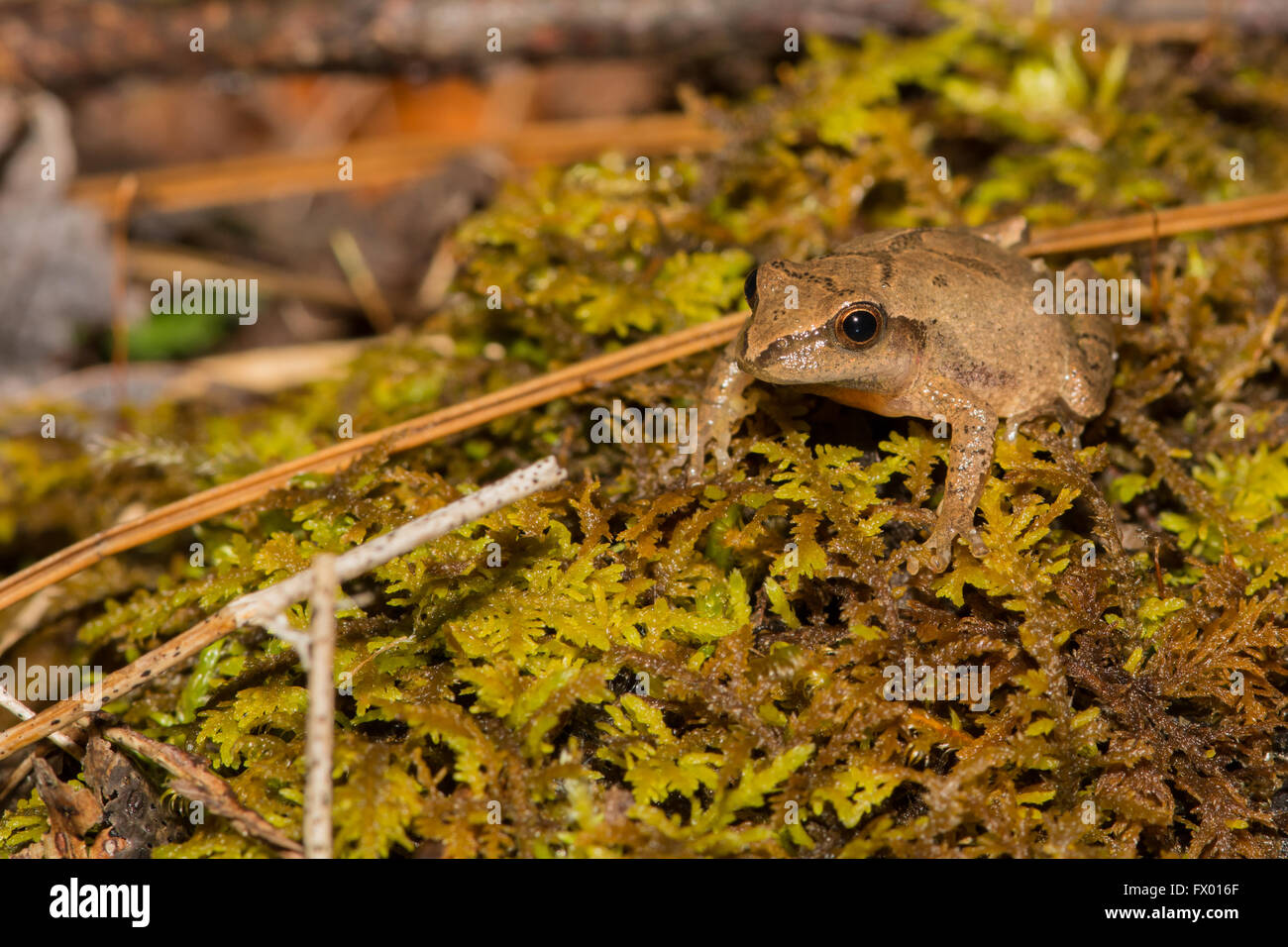 Northern Spring Peeper Stock Photo - Alamy
