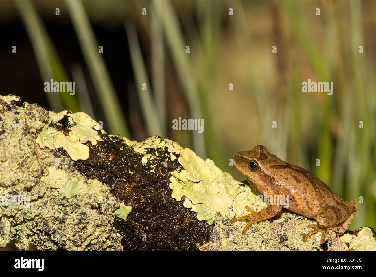 Northern pool frog hi-res stock photography and images - Alamy