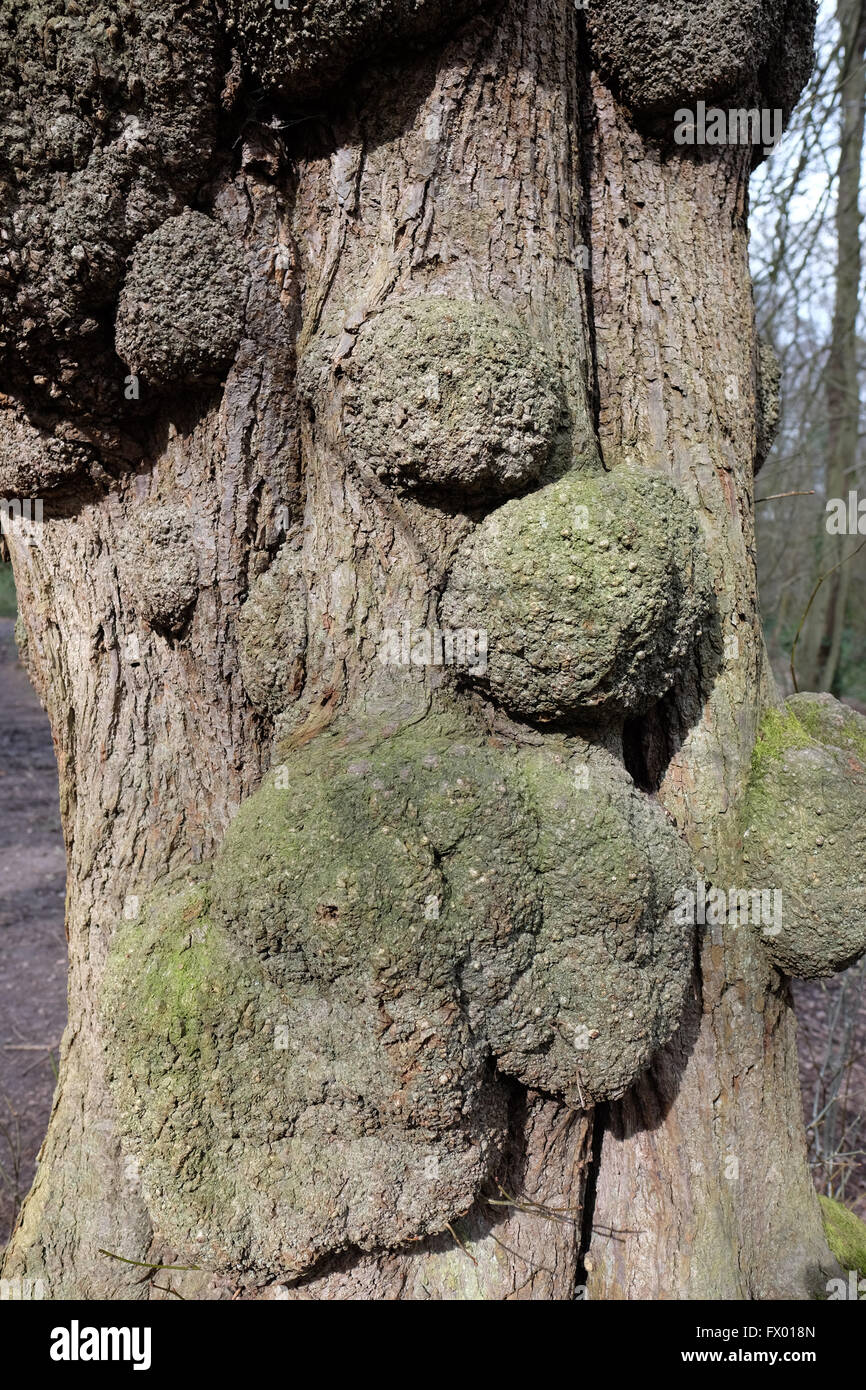 Growth on a tree Stock Photo - Alamy
