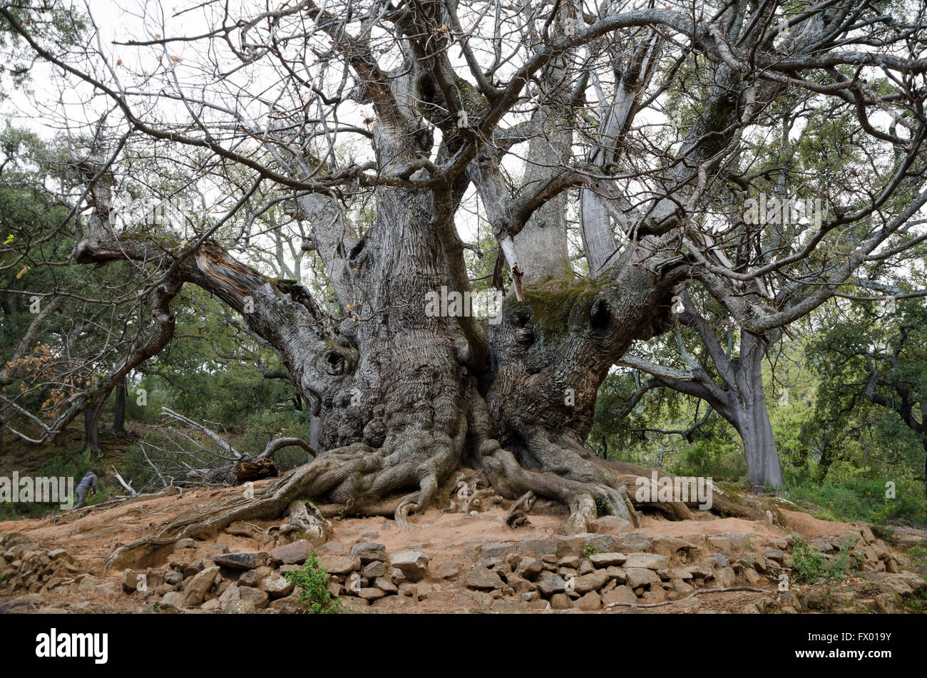 Ancient Sweet Chestnut Tree Stock Photos & Ancient Sweet Chestnut Tree ...