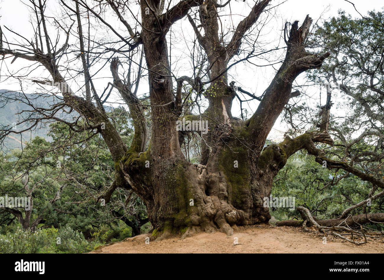 Old chestnut tree hi-res stock photography and images - Alamy