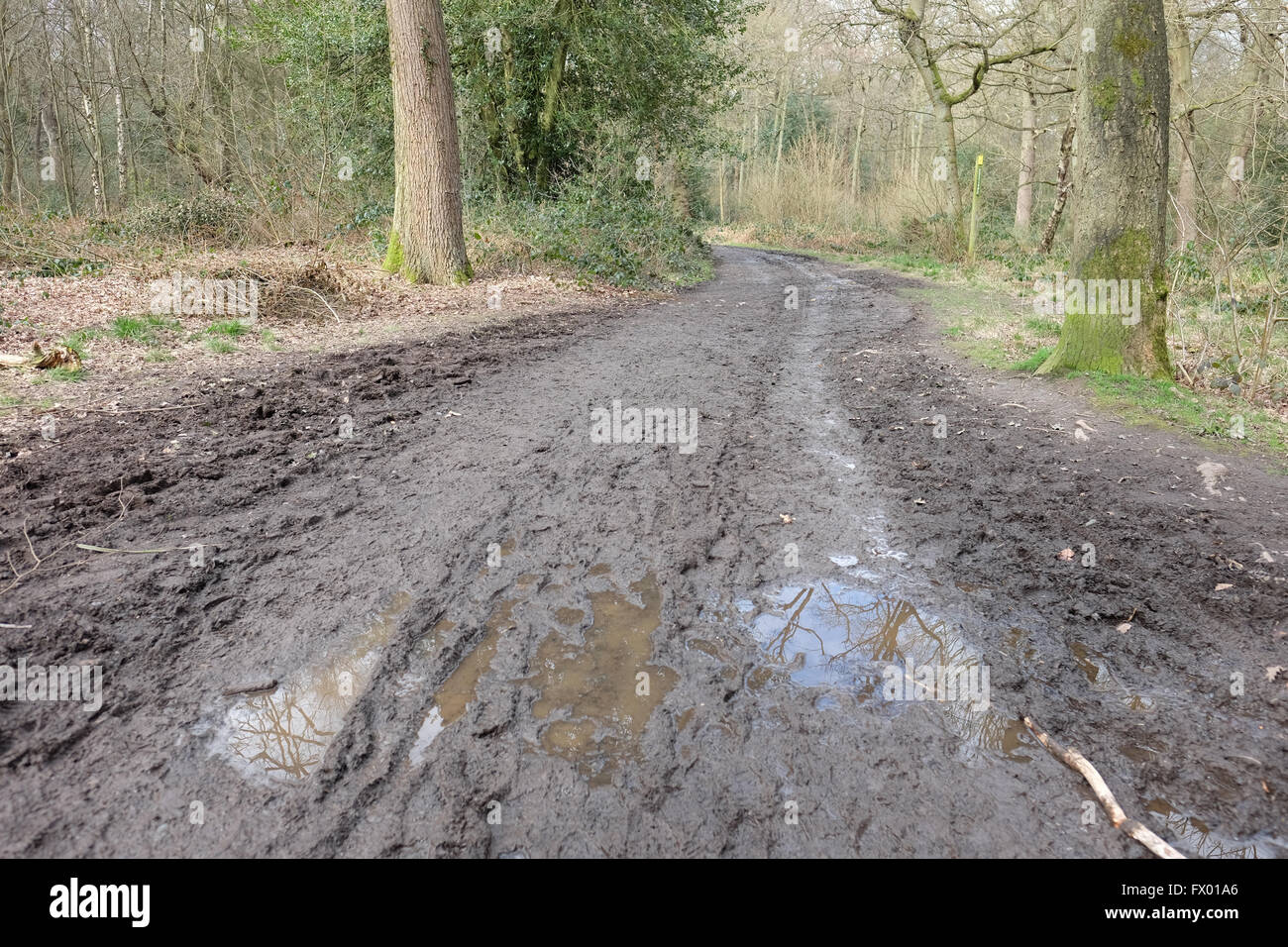 Footpath in the woods hi-res stock photography and images - Alamy
