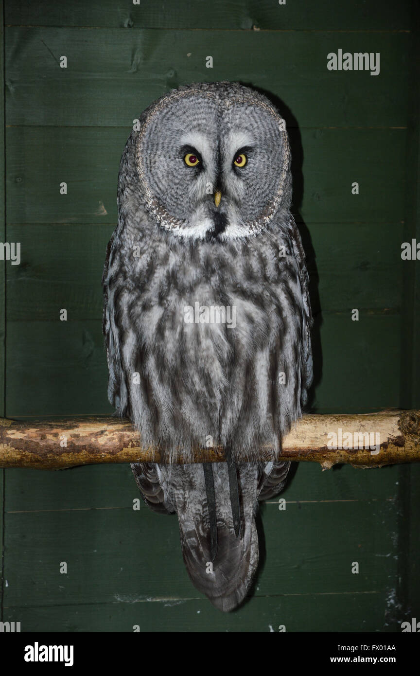 a Great Grey Owl nocturnal hunting bird of prey facing camera sitting ...