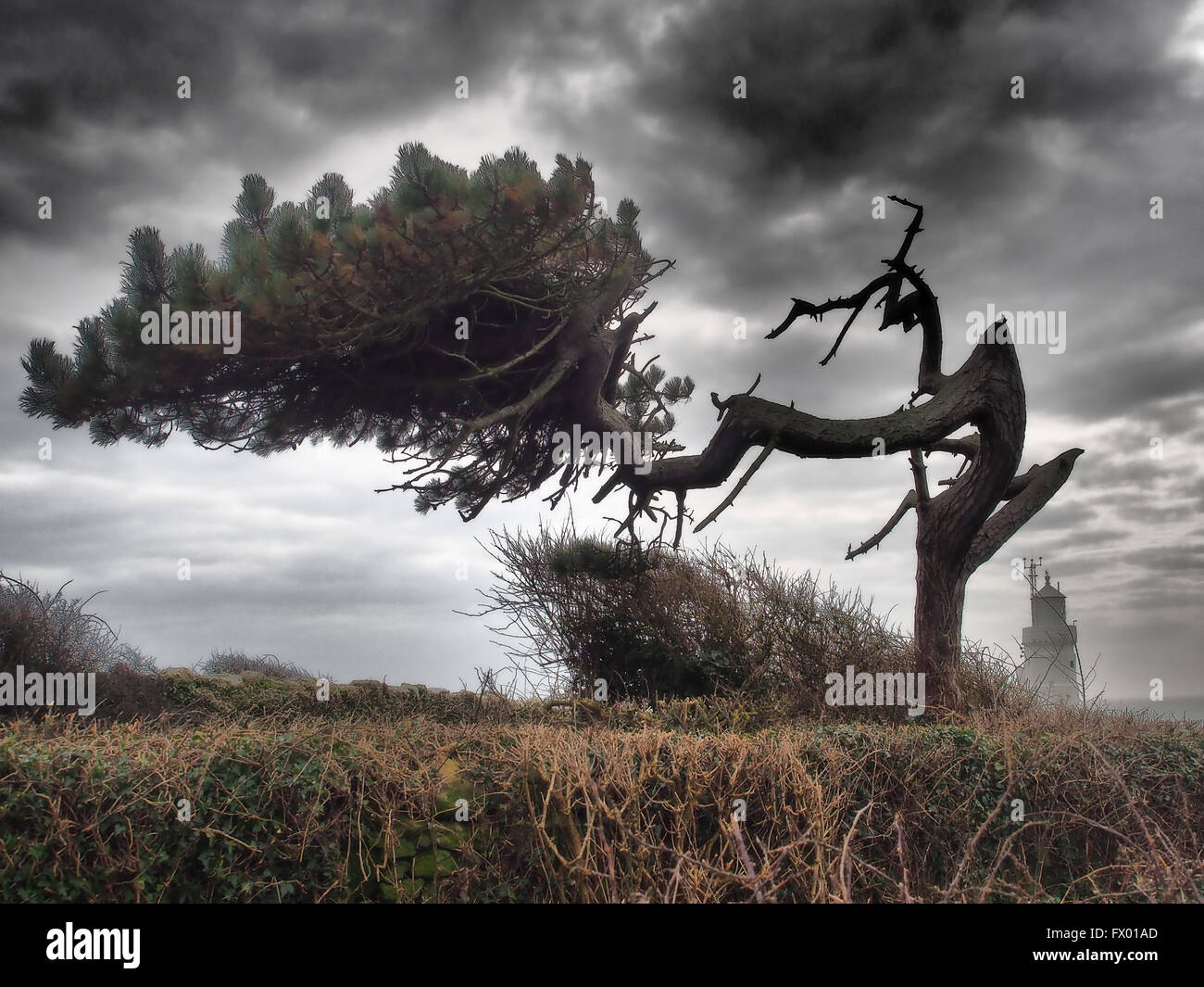 Dramatic tree silhouette hi-res stock photography and images - Alamy