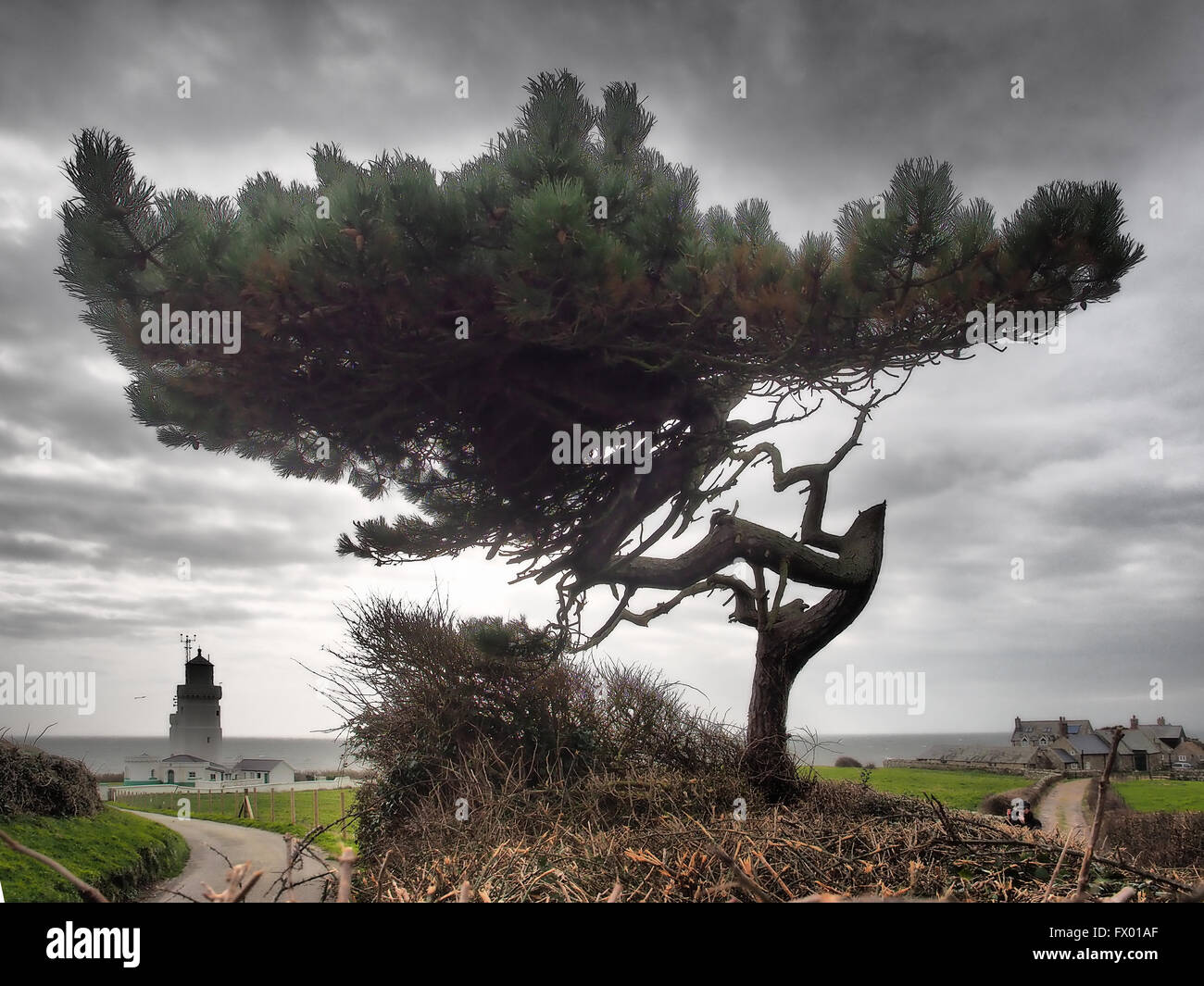 silhouette of an odd shape damaged tree thriving with a lighthouse and ...