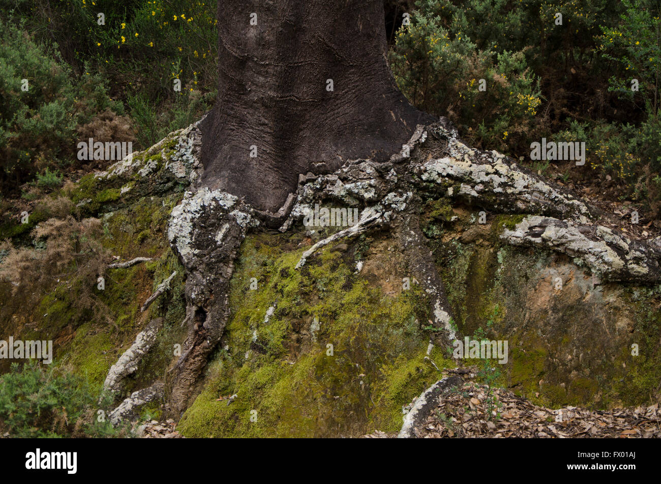 Cork oak spain hi-res stock photography and images - Alamy