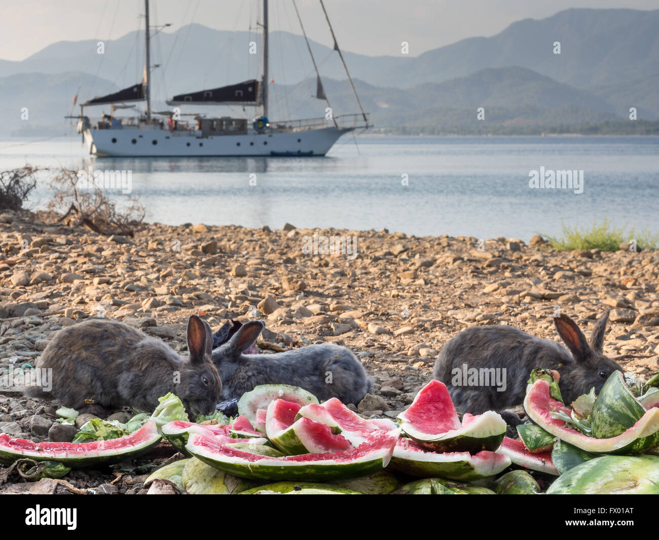 Wild rabbits feed off discarded watermelon skins on shingle beach with ...