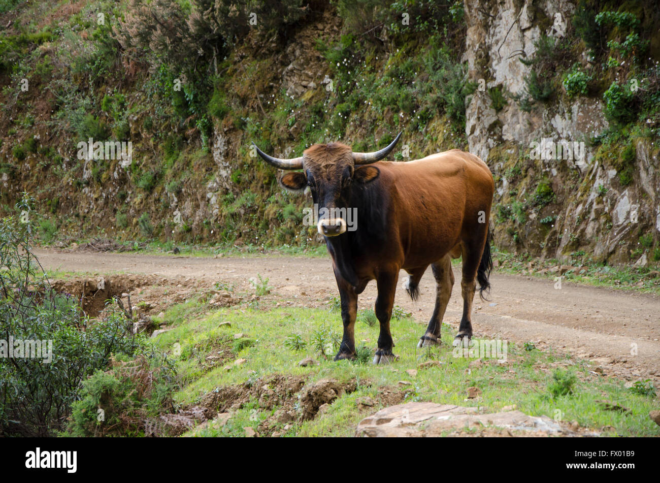 Van horn mountains hi-res stock photography and images - Alamy