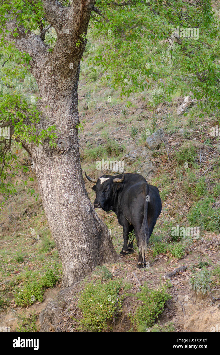 Ox mountains hi-res stock photography and images - Alamy