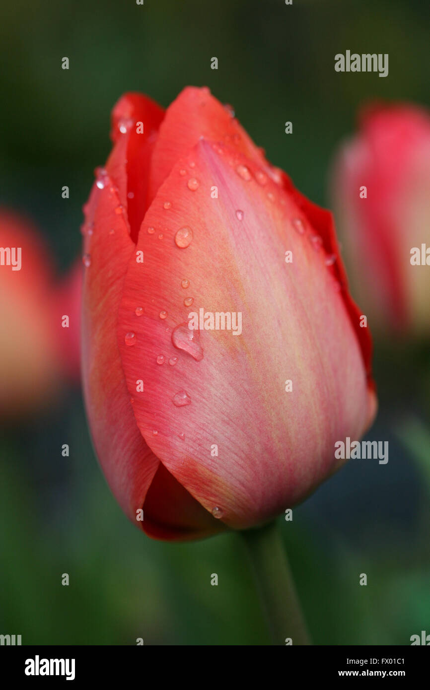 tulips in spring Stock Photo - Alamy