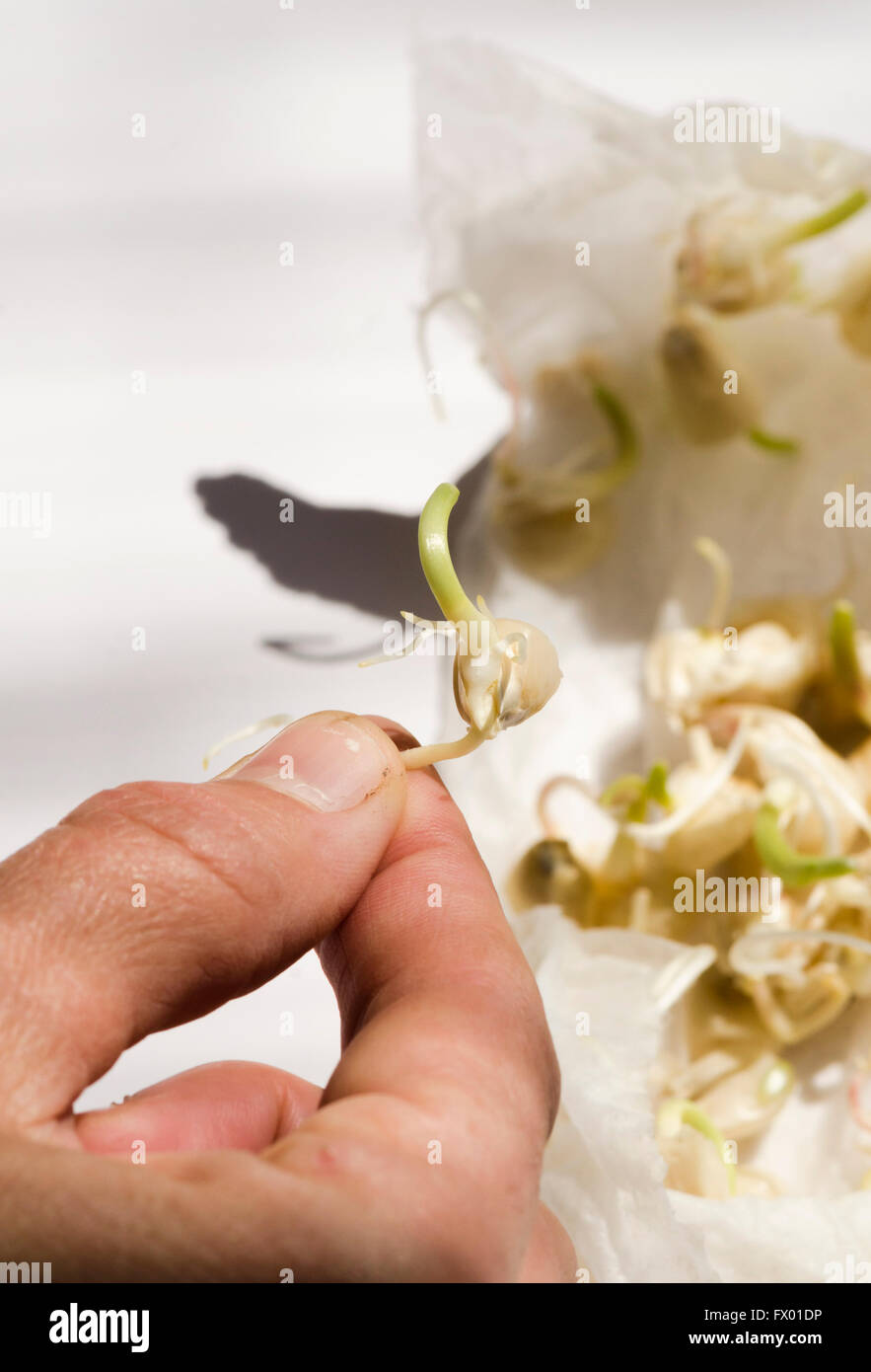 Corn plant roots hi-res stock photography and images - Alamy