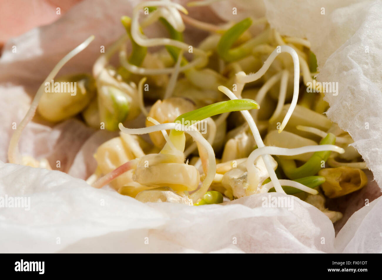 Corn seeds, kernels, germinated, sprouting in moist paper towel Stock ...