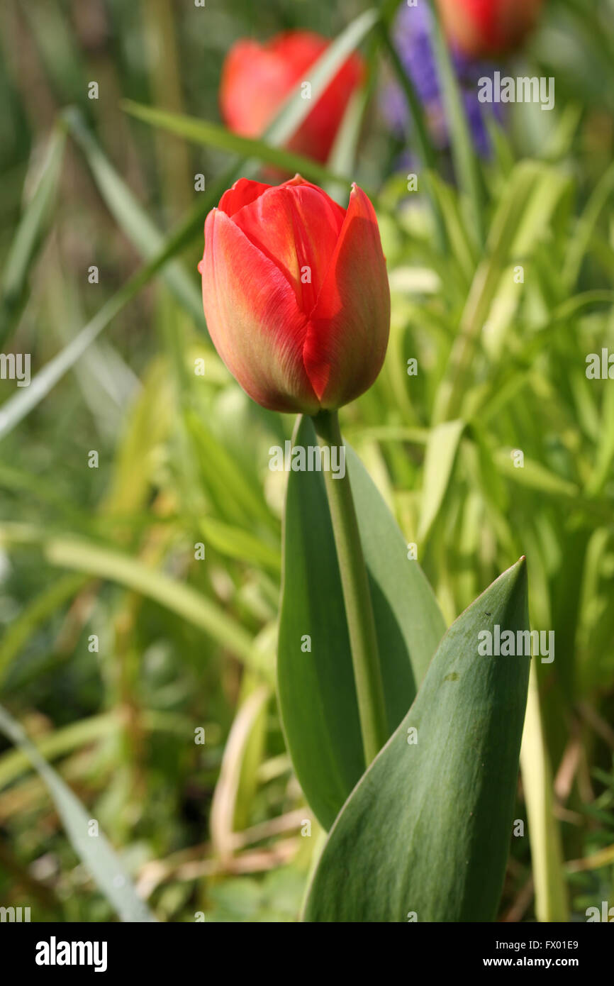 tulips in spring Stock Photo - Alamy
