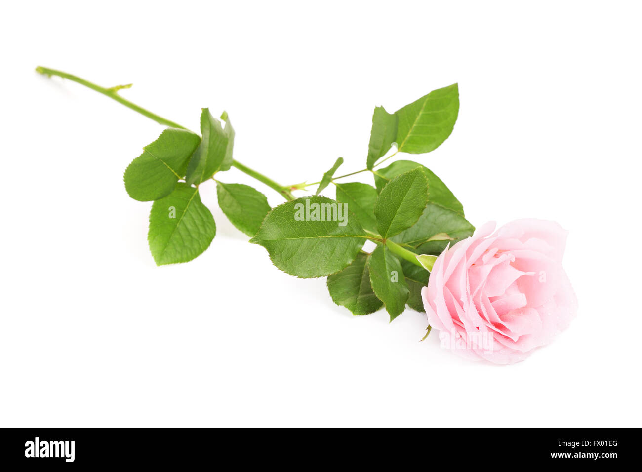 single pink rose flower, isolated on white background Stock Photo - Alamy