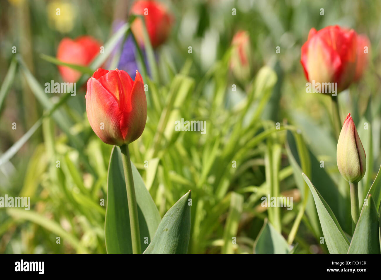 tulips in spring Stock Photo - Alamy