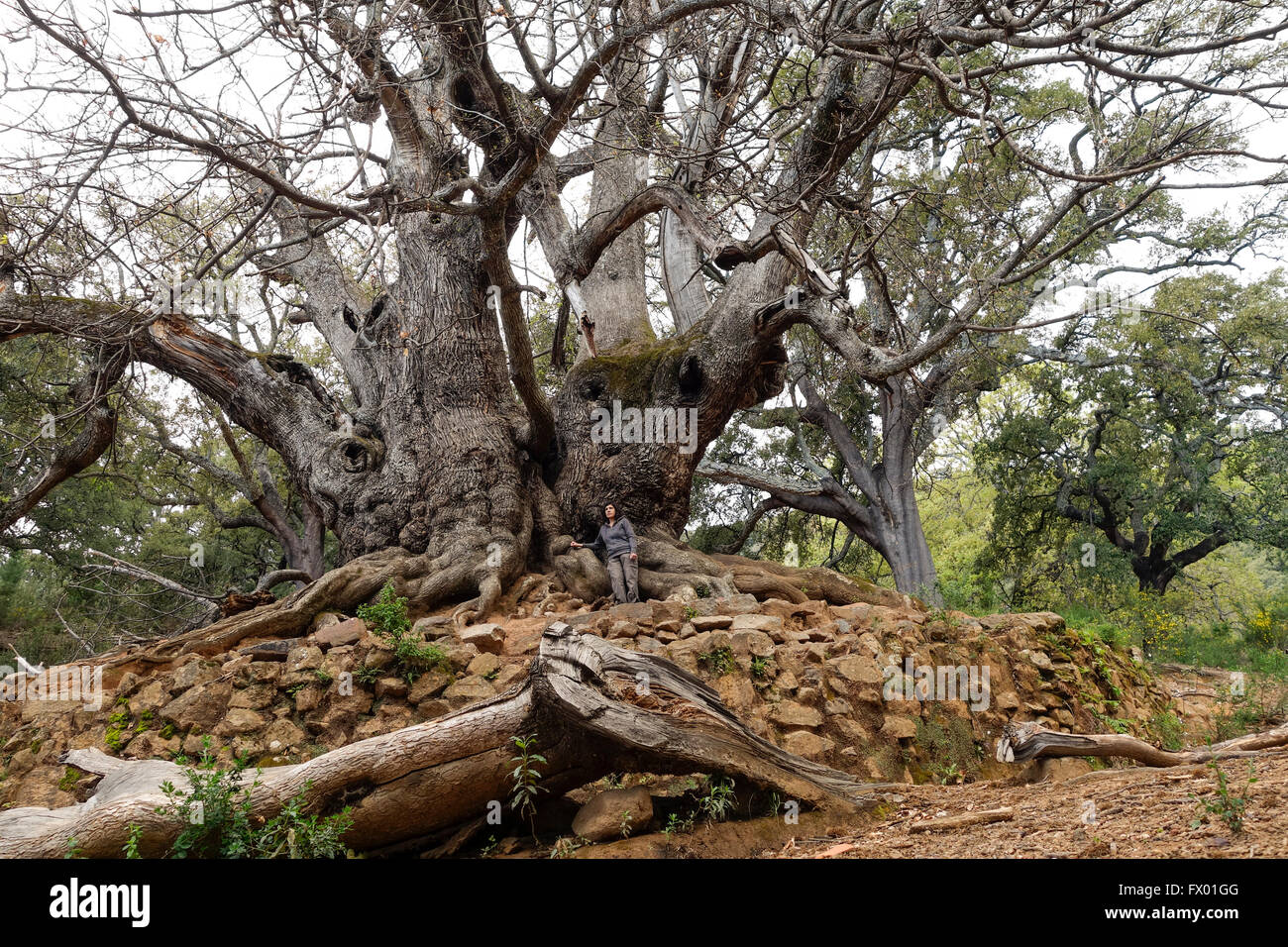 Castaño santo hi-res stock photography and images - Alamy