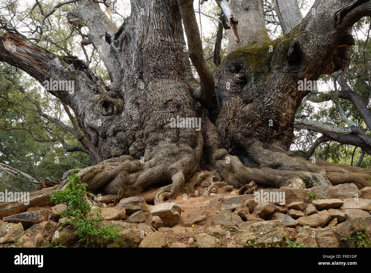 Ancient 1000 years old sweet chestnut tree in Sierra de las Nieves ...