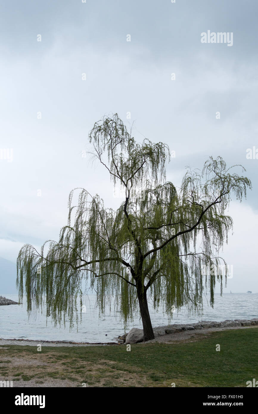 Willow Tree on the Shore at Riva del Garda Stock Photo - Alamy
