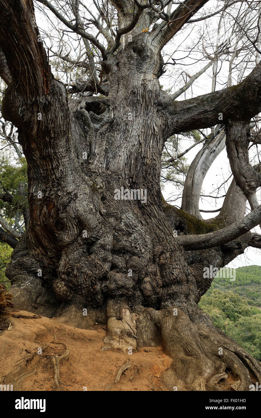 Old chestnut tree hi-res stock photography and images - Alamy