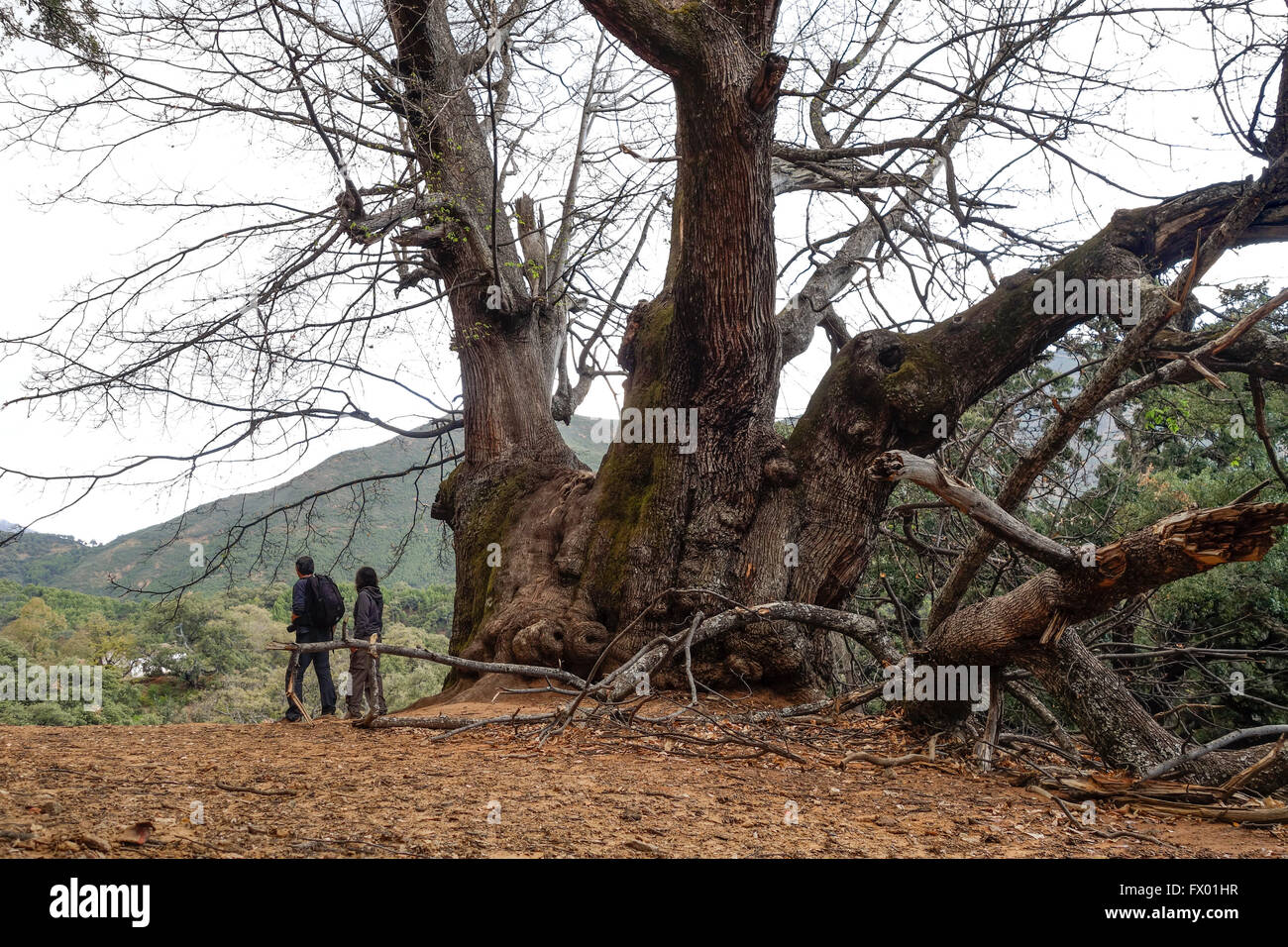 Old chestnut tree hi-res stock photography and images - Alamy