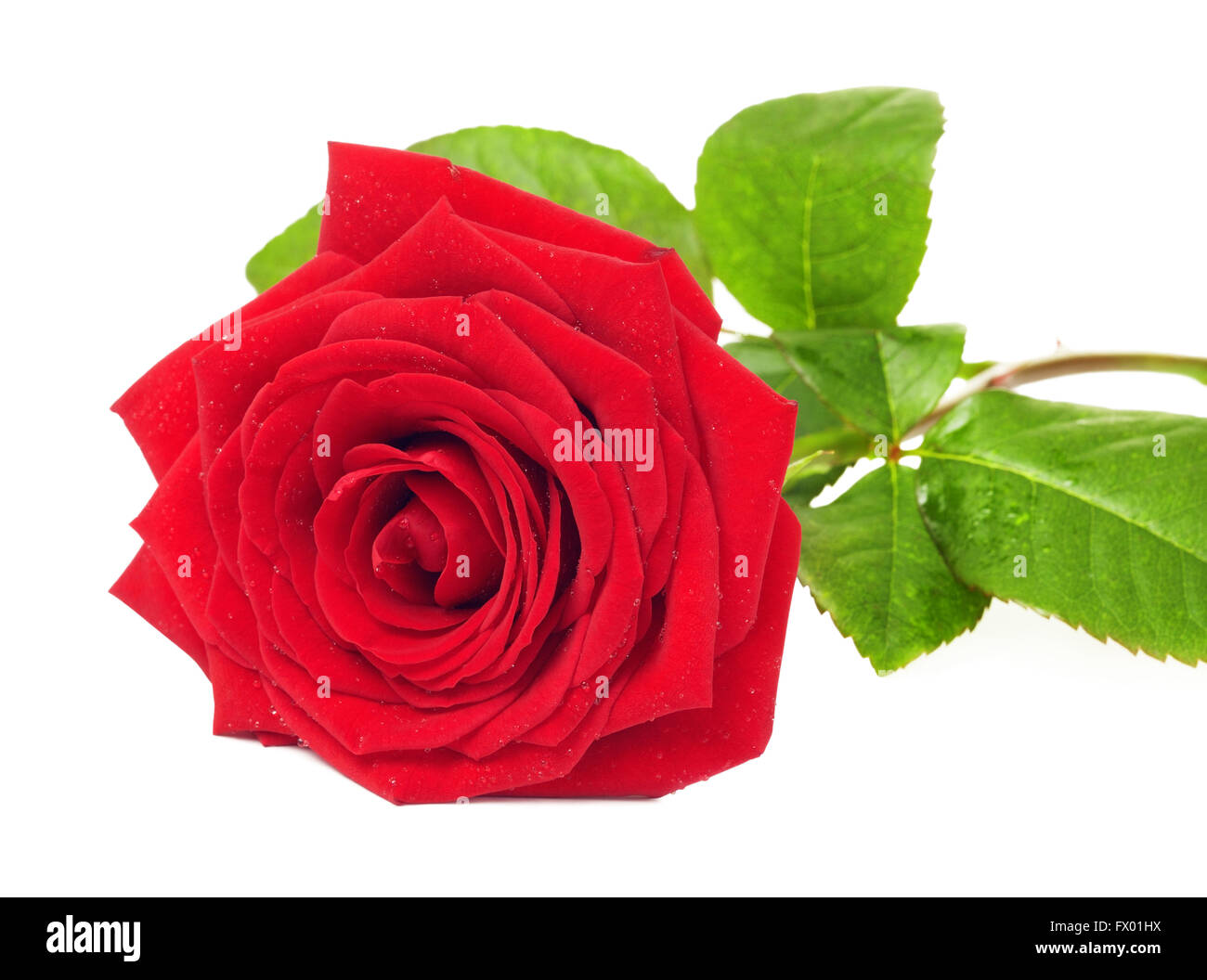 single red rose flower, isolated on white background Stock Photo - Alamy