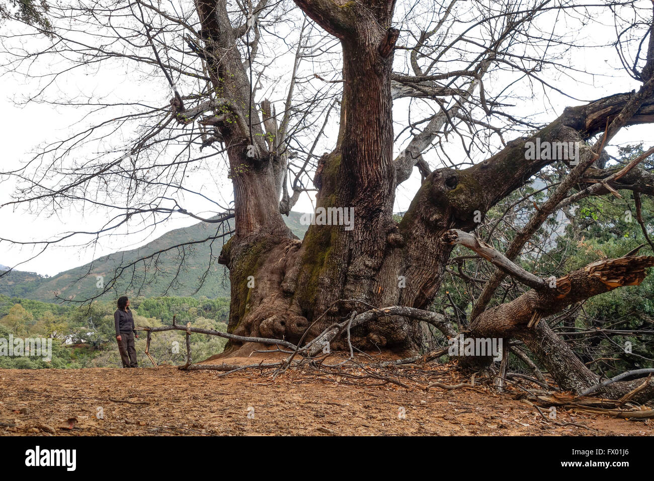 Holy chestnut tree hi-res stock photography and images - Alamy