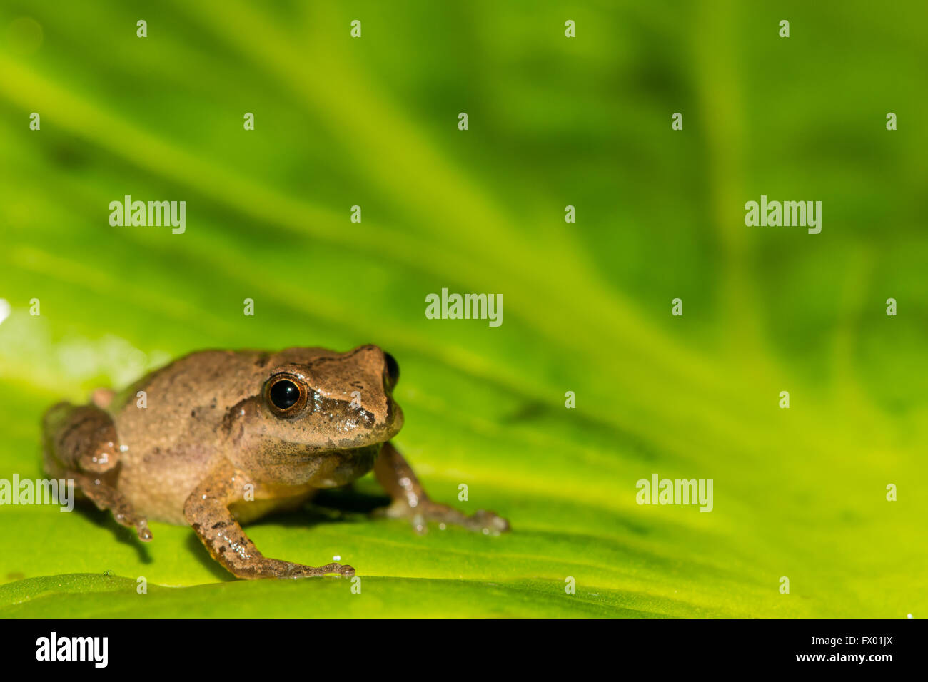 Northern Spring Peeper Stock Photo - Alamy
