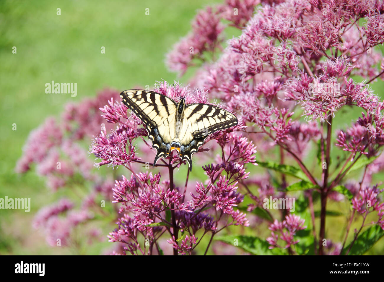 Eastern Tiger Swallowtail (Papilio glaucus) on purple Joe Pye Weed ...