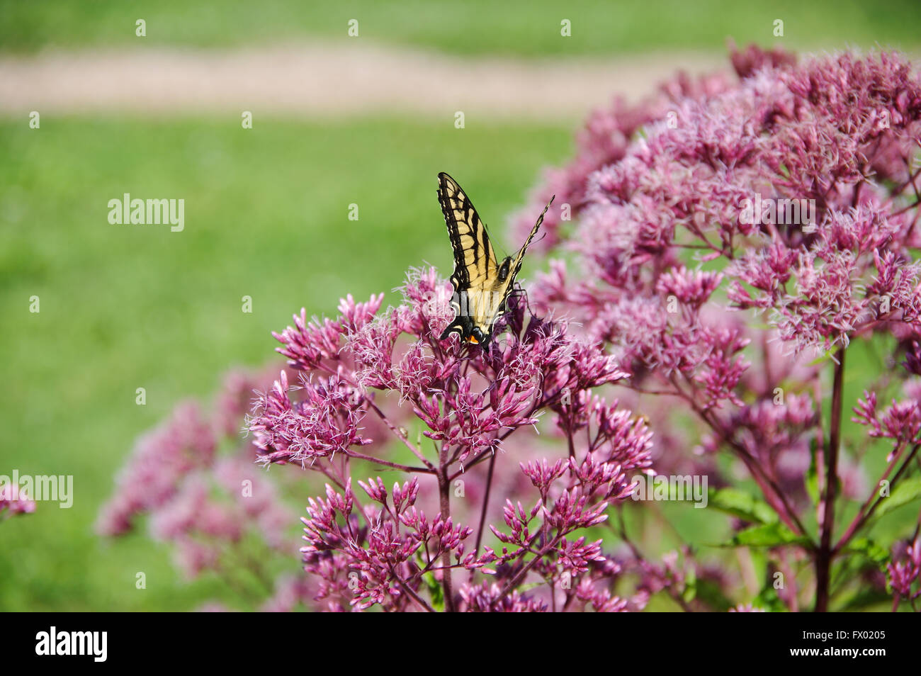 Eastern Tiger Swallowtail (Papilio glaucus) on purple Joe Pye Weed ...
