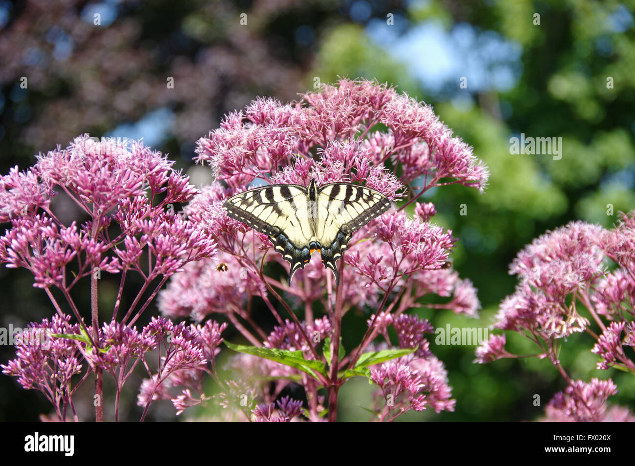 Eastern Tiger Swallowtail (Papilio glaucus) on purple Joe Pye Weed ...