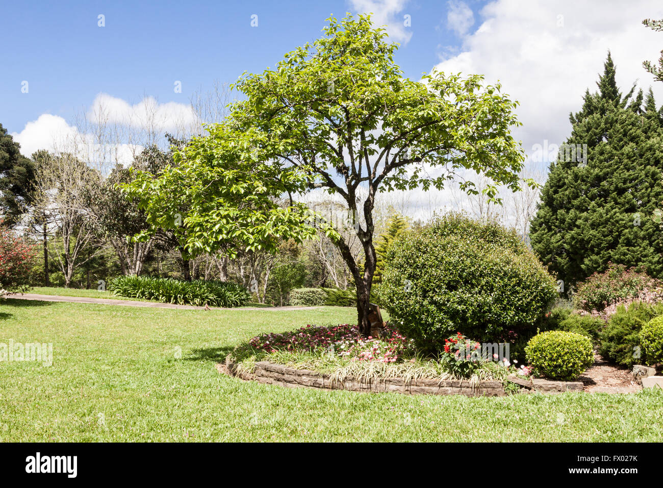 Sul tree trees plant plants hi-res stock photography and images - Alamy