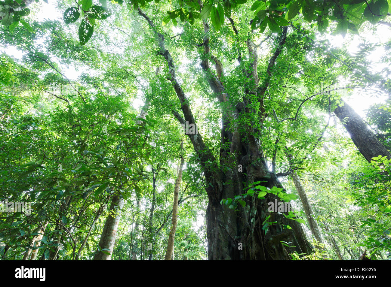 Tropical rain forest in South East Asia Stock Photo - Alamy