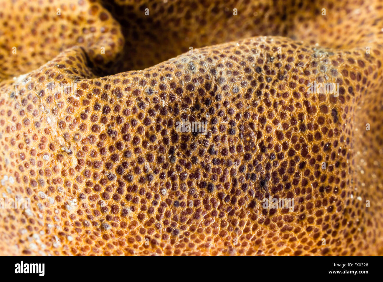 Close up of rot and withered lemon Stock Photo - Alamy