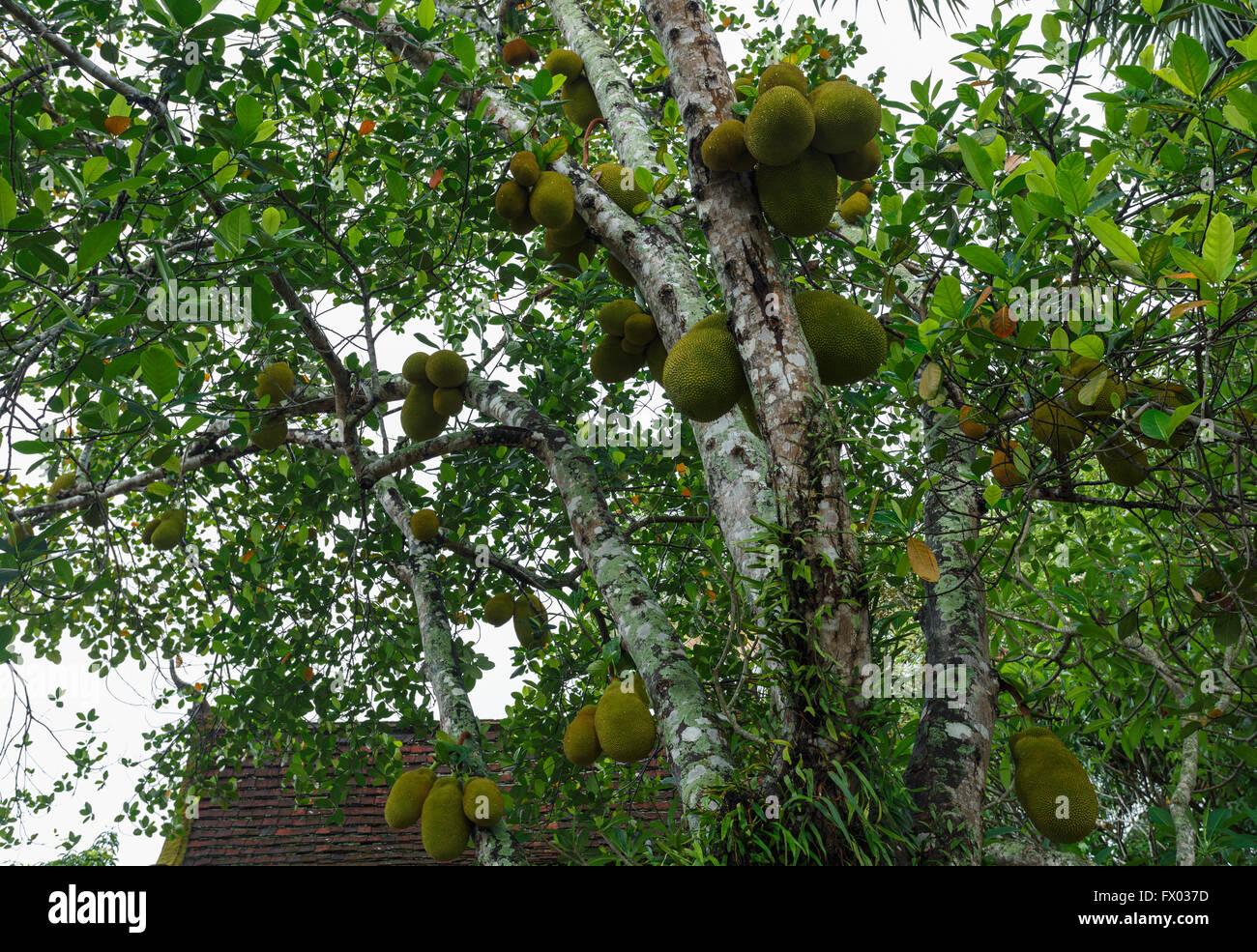 Durian tree hi-res stock photography and images - Alamy