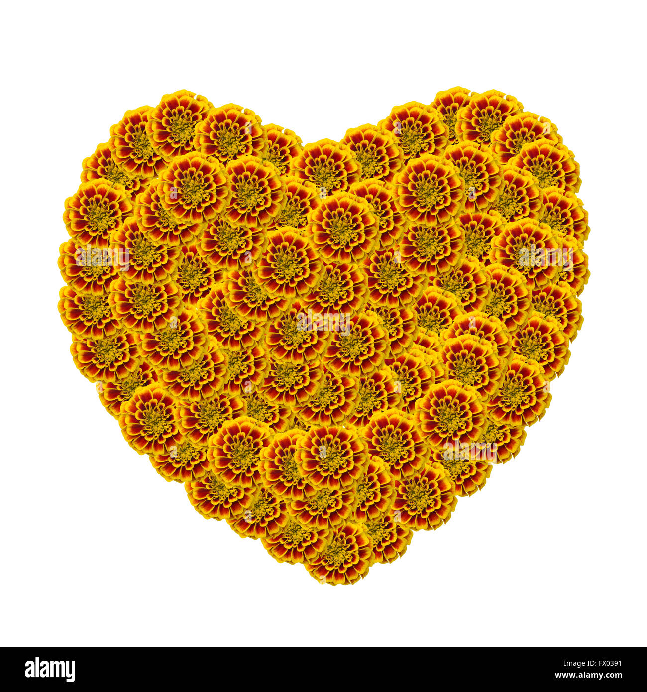 heart of french marigolds isolated on white background Stock Photo - Alamy