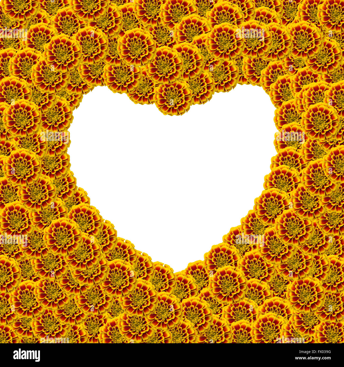 Frame heart of french marigolds isolated on white background Stock ...