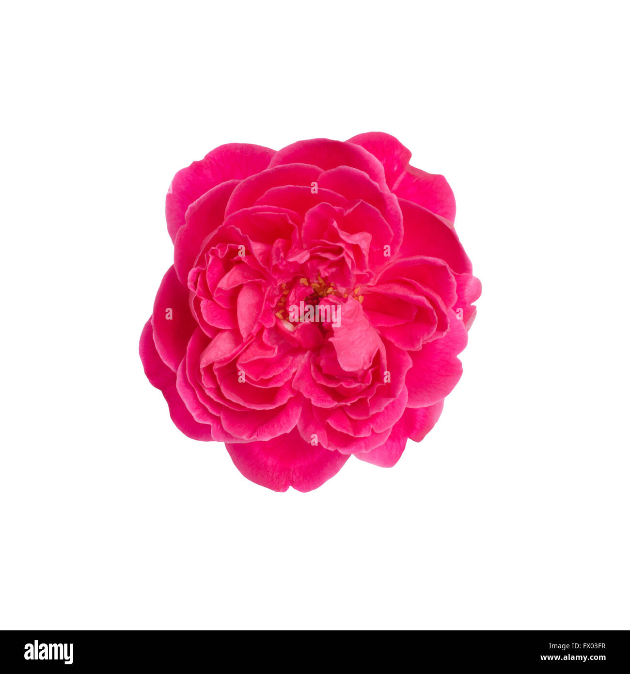 Damask rose isolated on white background Stock Photo - Alamy