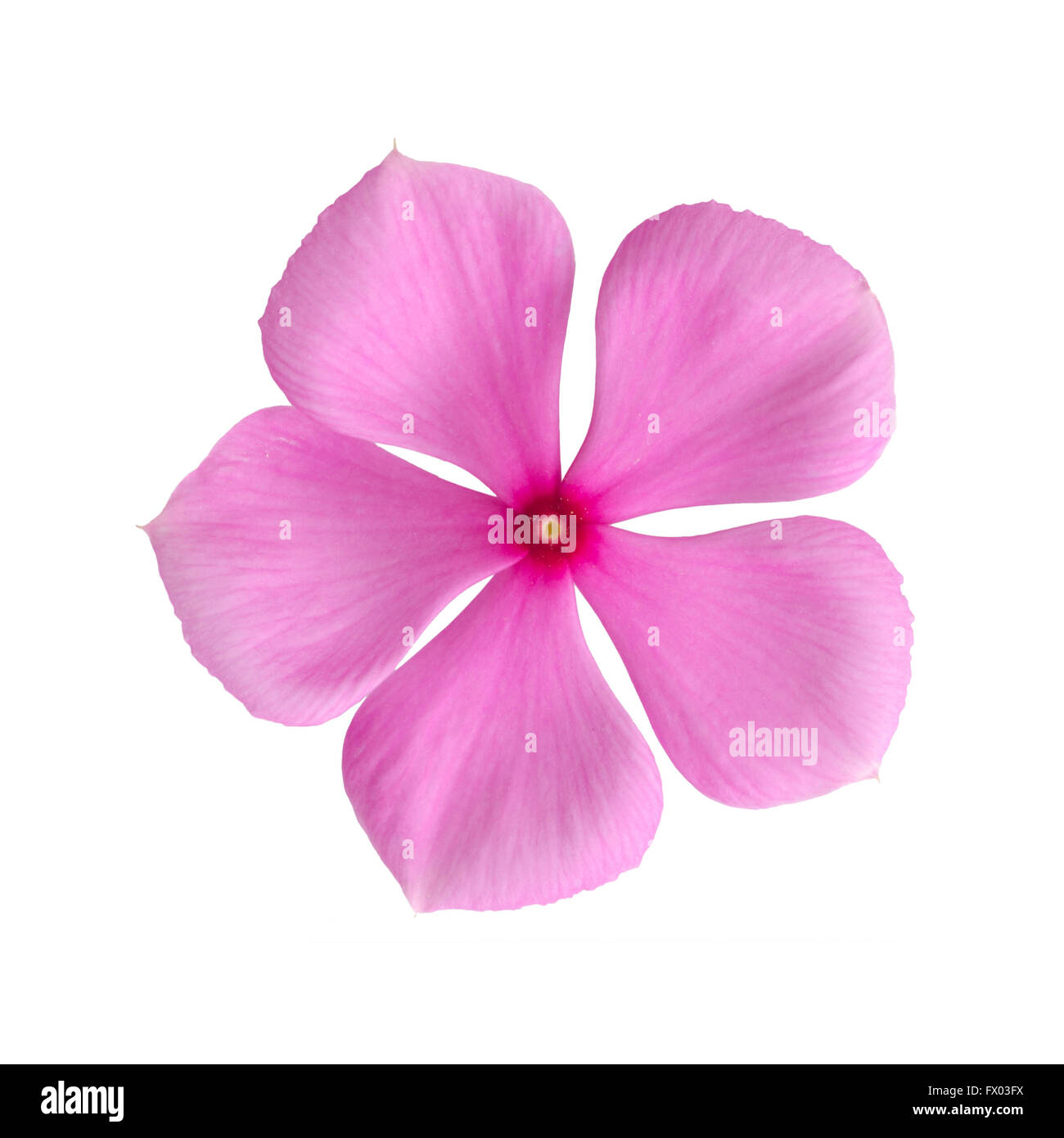 Periwinkle isolated on white background Stock Photo - Alamy